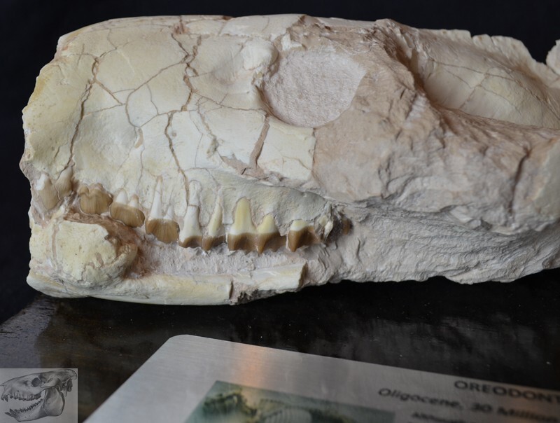 Oreodont Skull on Matrix, Eporeodon major, Badlands Fossil, No ...