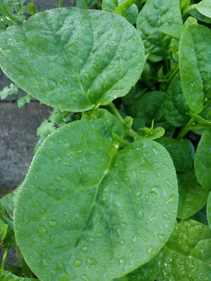 50+Malabar Spinach Mong Toi Poi Sang Ceylon seeds, easy grow 50多粒大圆叶木耳菜 ...