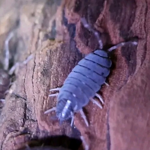 60 LIVE POWDER BLUE ISOPODS- Porcellionides pruinosus Bioactive Clean ...