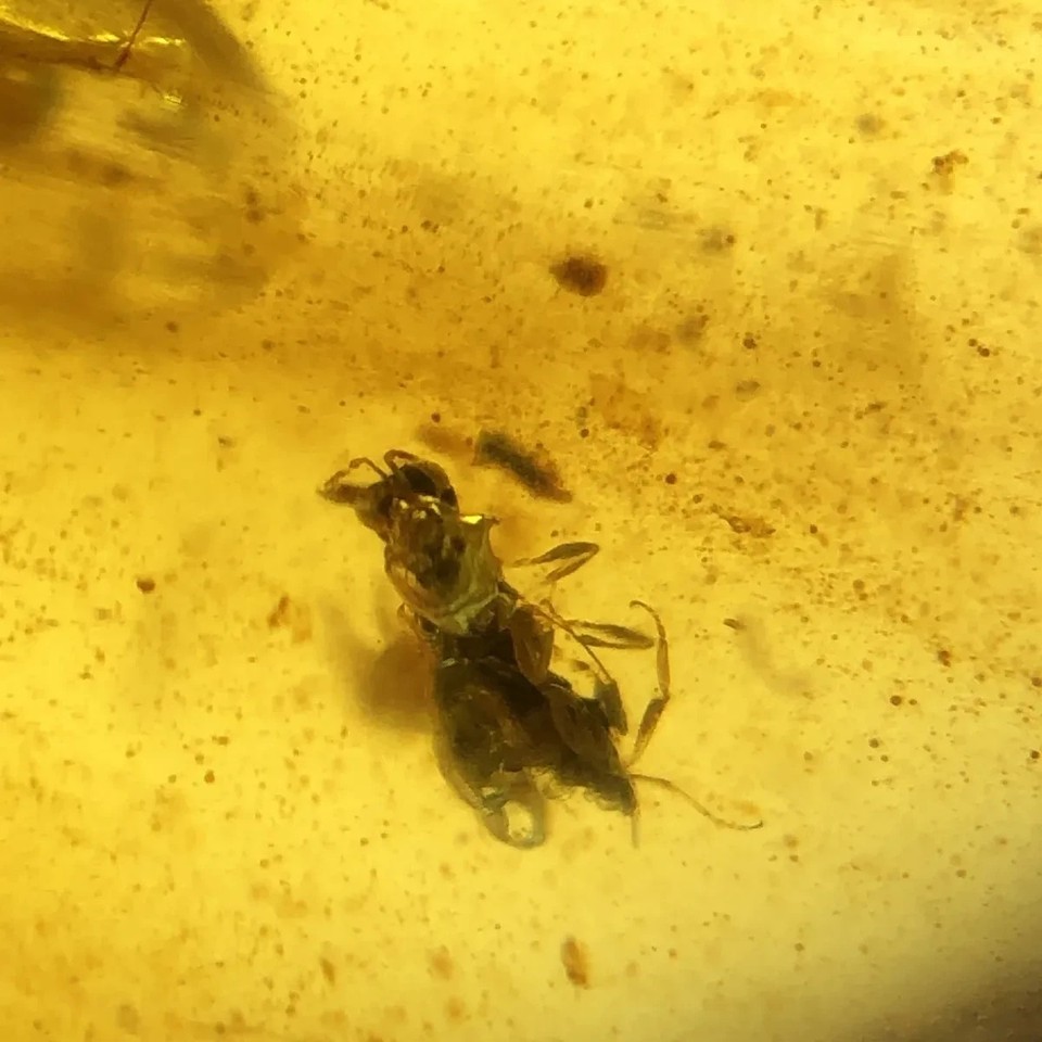 Burma's natural amber insect amber from the Cretaceous period Moth ...