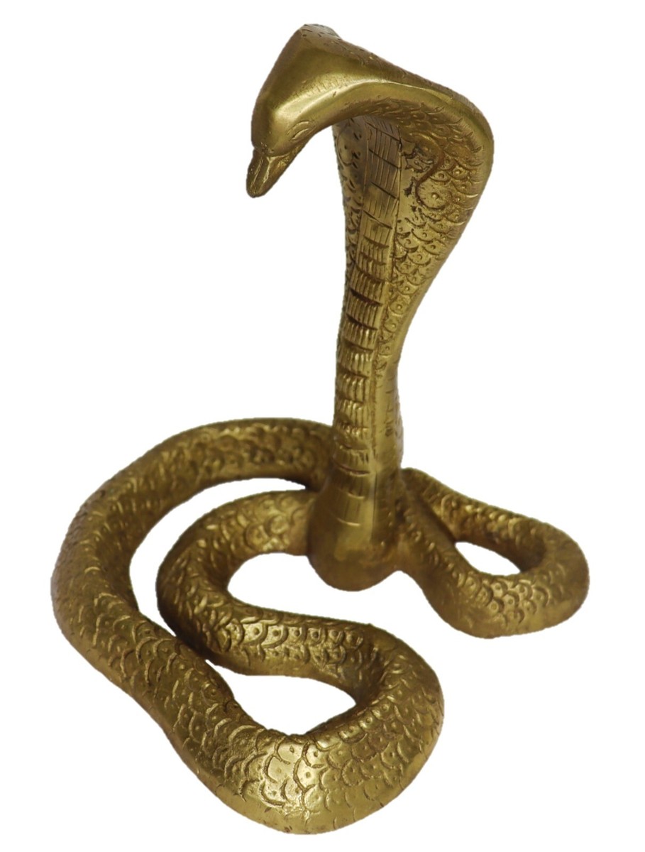 Cobra Coiled Up
