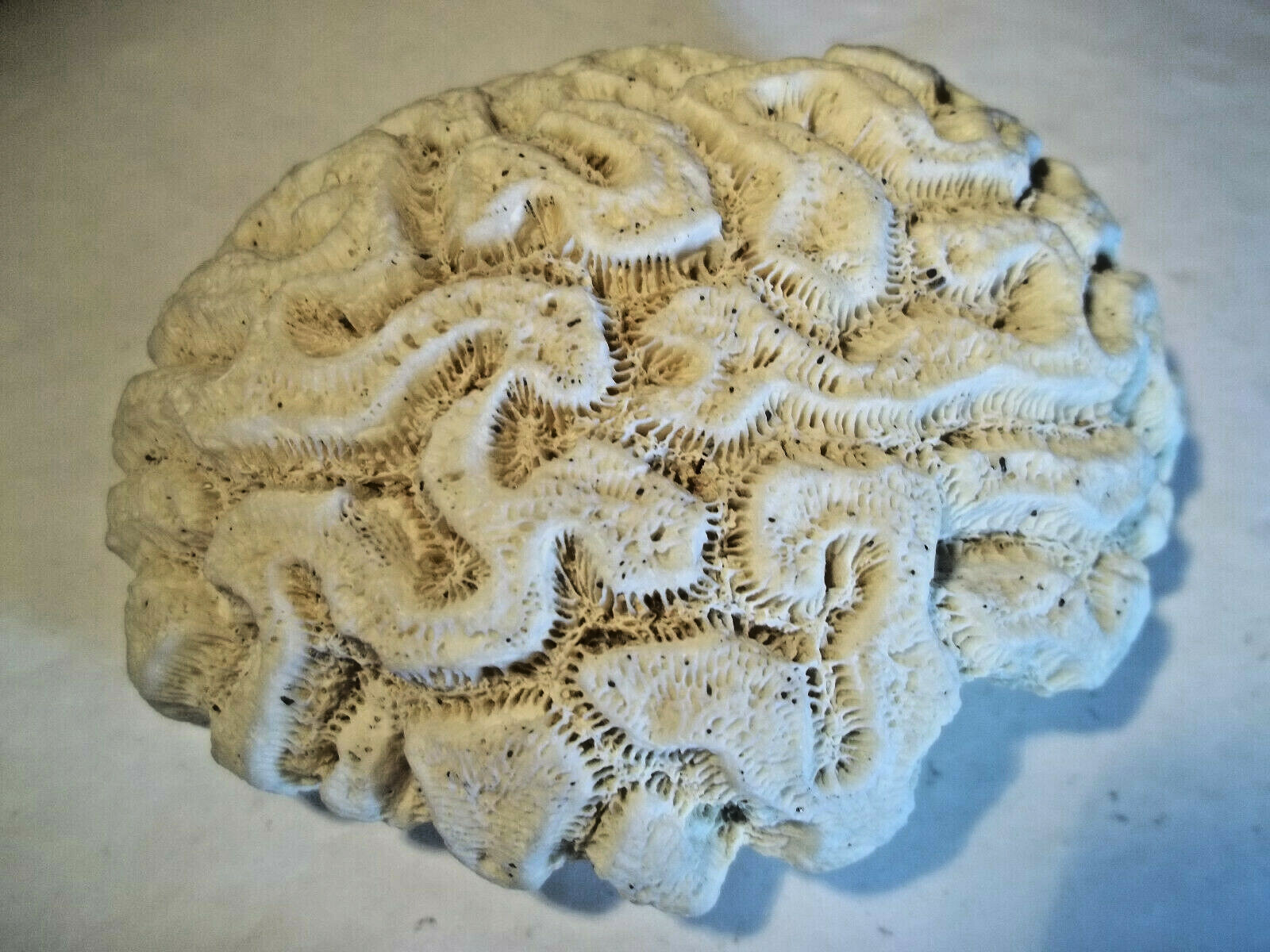 CORAIL CERVEAU LABYRINTHE. Caraïbes ( Antilles ). Fossile, joaillerie ...