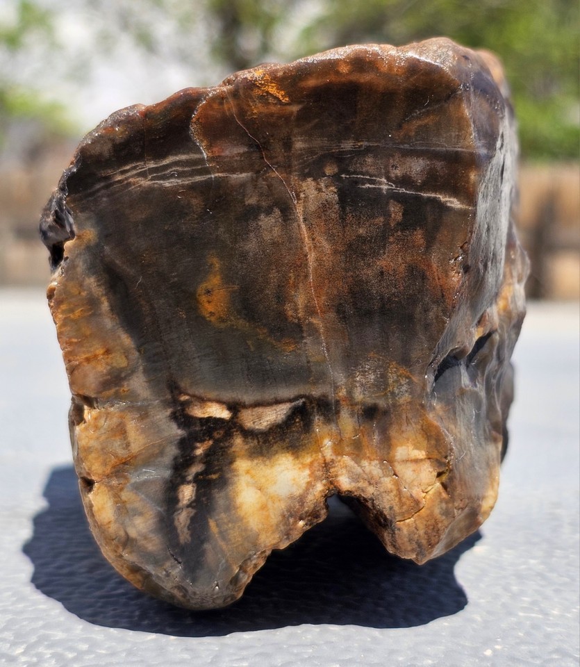 Arizona Rainbow Petrified Wood 2.6 lbs! Display! Agaitzed! Fossils! NE ...