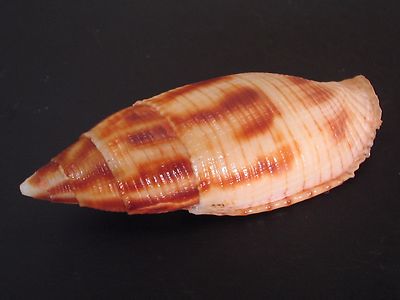 Very Cool...MITRA EREMITARUM~56mm~New Caledonia SEASHELL | eBay