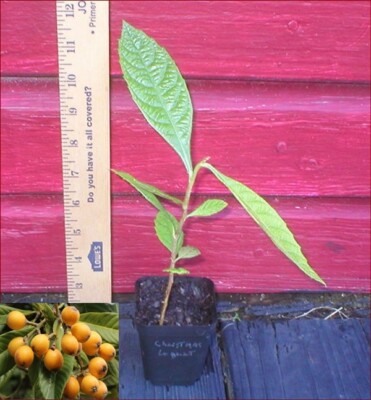 Christmas Loquat Fruit Tree Seedling 6 - 8 Inches Tall | eBay