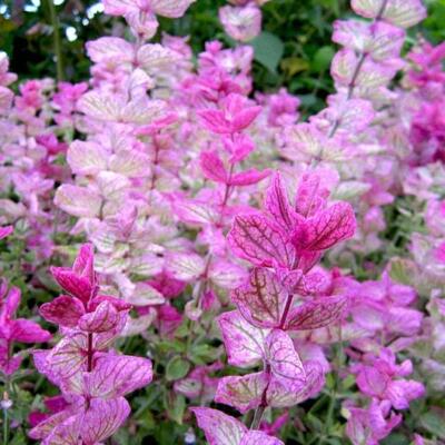 Clary Sage PINK SUNDAE Salvia Birds Butterflies Pollinators Non-GMO 100 ...