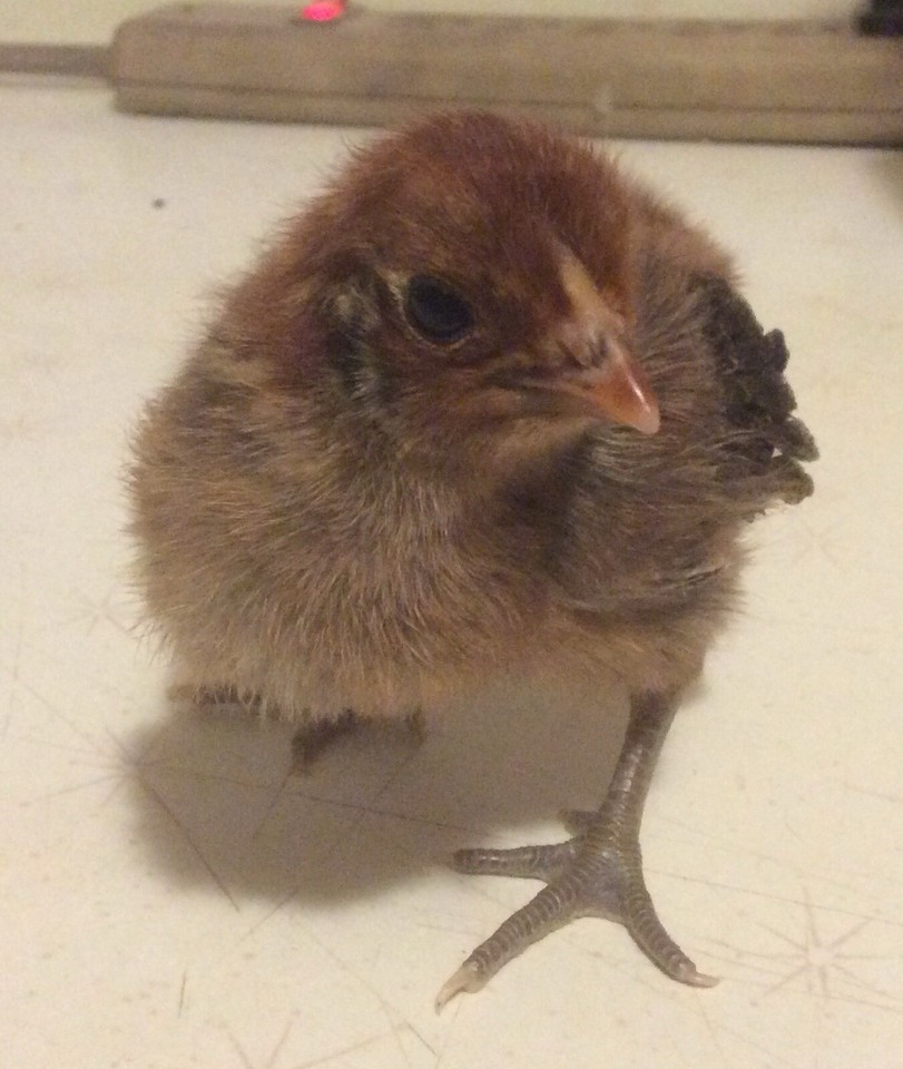 12 RARE Gold Deathlayer eggs. Npip | eBay