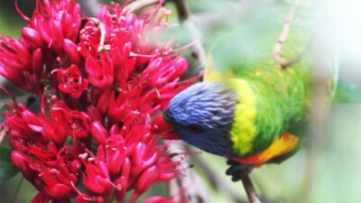 2 x DRUNKEN PARROT TREE PLANT,SCHOTIA BRACHYPETALA,BUSH TUCKER | eBay