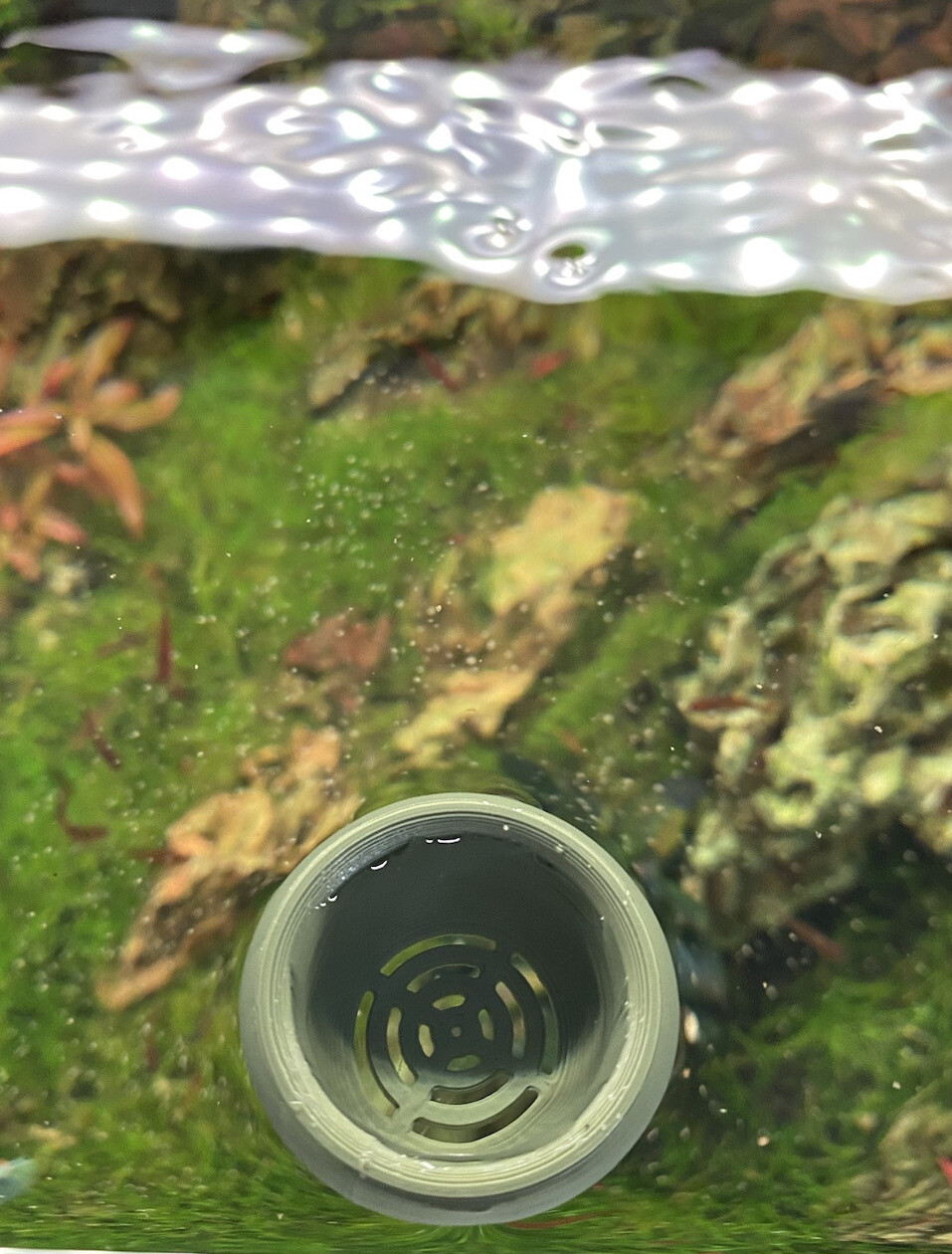 FLOATING Fish Feeder Aquarium Fish Tank Bloodworm Brine Shrimp Frozen ...