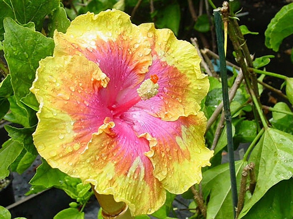 20 RARE COLORFUL Hibiscus Seeds Perennial Flowers Flower Seed - US ...