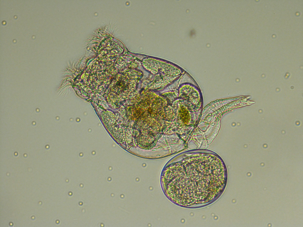 Rotifer Labeled C: Pseudocoelomata, Rotifera