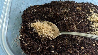 Live White Worm STARTER CULTURE Fish Frog Newt Food Enchytraeus Albidus ...