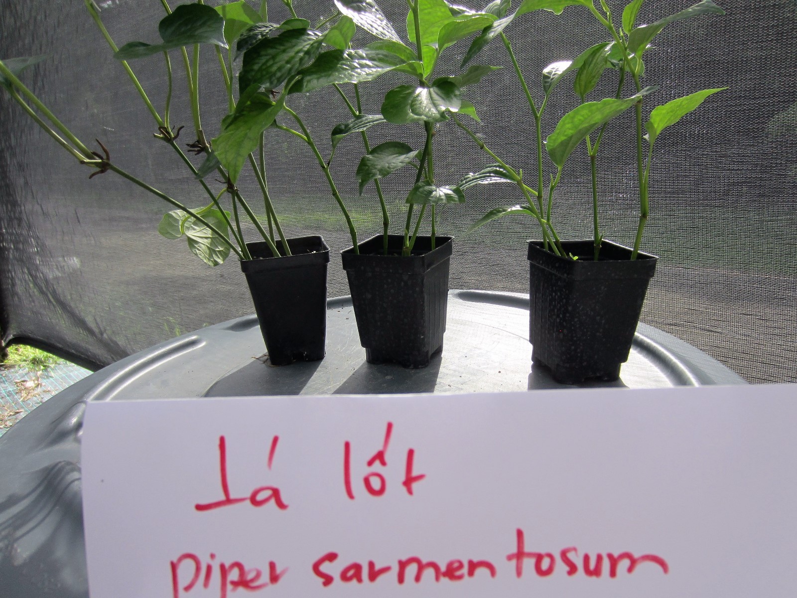 4 PLANTS up to 12" Each in 1 Pot Vietnamese Lalot Herb Piper Lolot ...