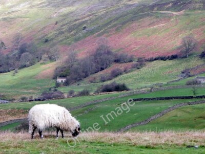 Photo 6x4 Swaledale ewe, Reeth Healaugh/SE0199 The ewe grazes on the ...