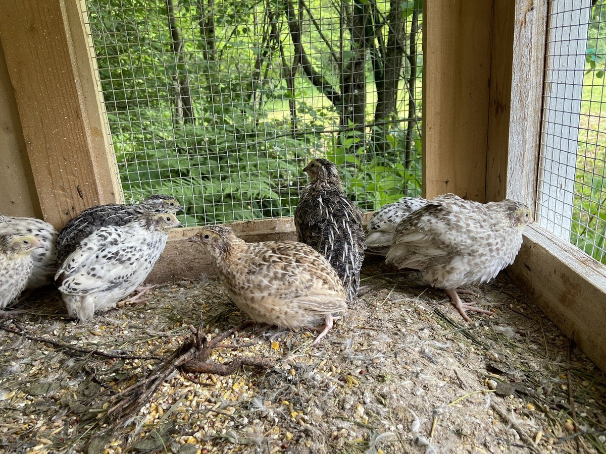 Jumbo Coturnix Quail Eggs