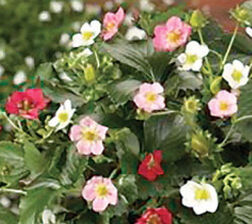 Strawberry "Rainbow Treasure" 100+ seeds for propagation | eBay