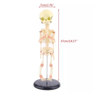 Industrial & Scientific Educational Model Fetal Skull Model Anatomy ...