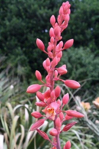 Hesperaole Funifera, Brakelight Red Texas Yucca Flower - 85 Seeds ...