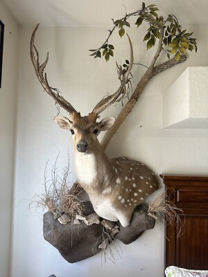 Axis Deer Shoulder Mount Taxidermy | eBay