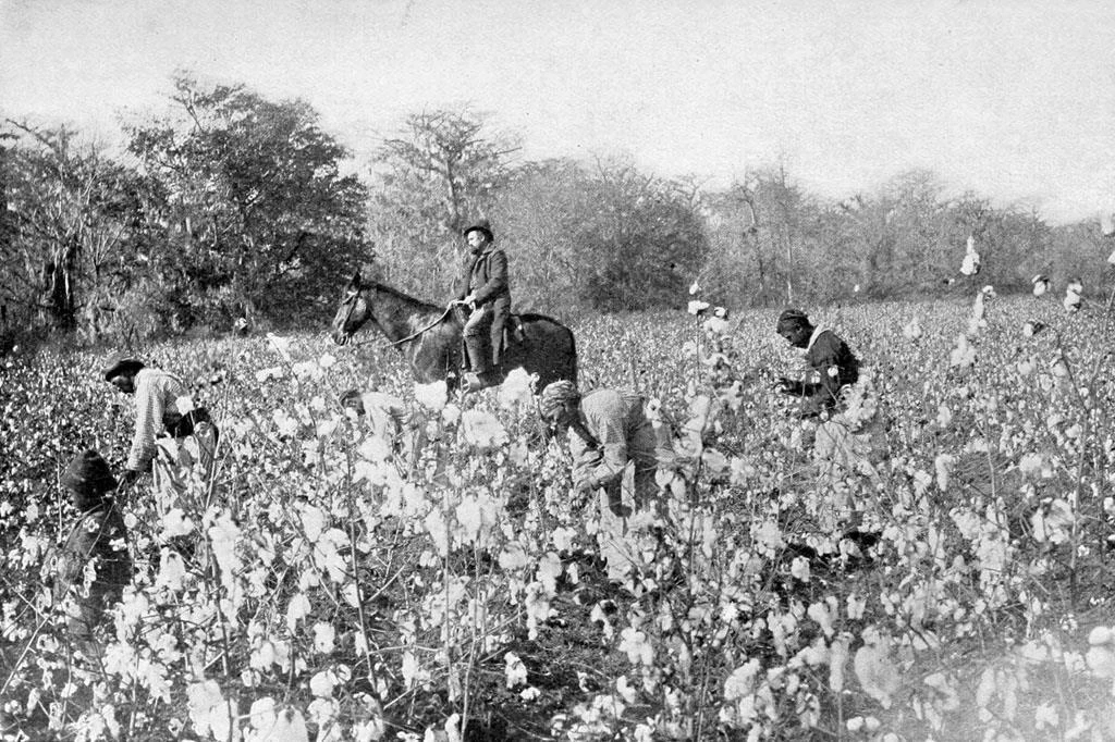 Slaves Picking Cotton