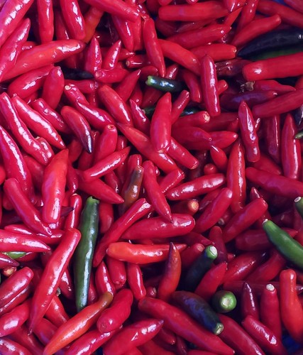 BLACK COBRA CHILI PEPPER PREMIUM SEED-HIGH YIELD -50/100 SEEDS - HOT ...