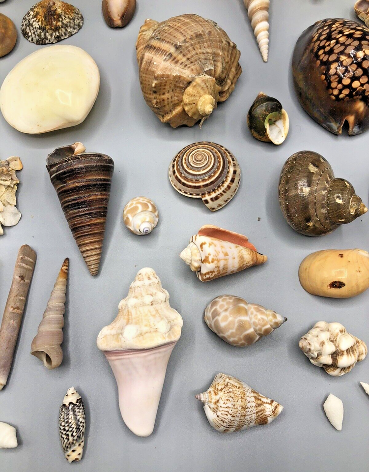 Ocean Sea Shell Lot Medium & Small Volute Spider Speckled Conch ...