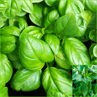 BASIL GENOVA 255+ Seeds Grow HERBS | eBay Australia