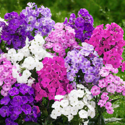 100+ TWINKLE STAR MIX PHLOX FLOWER SEEDS / SHADE PERENNIAL HOME GARDEN ...