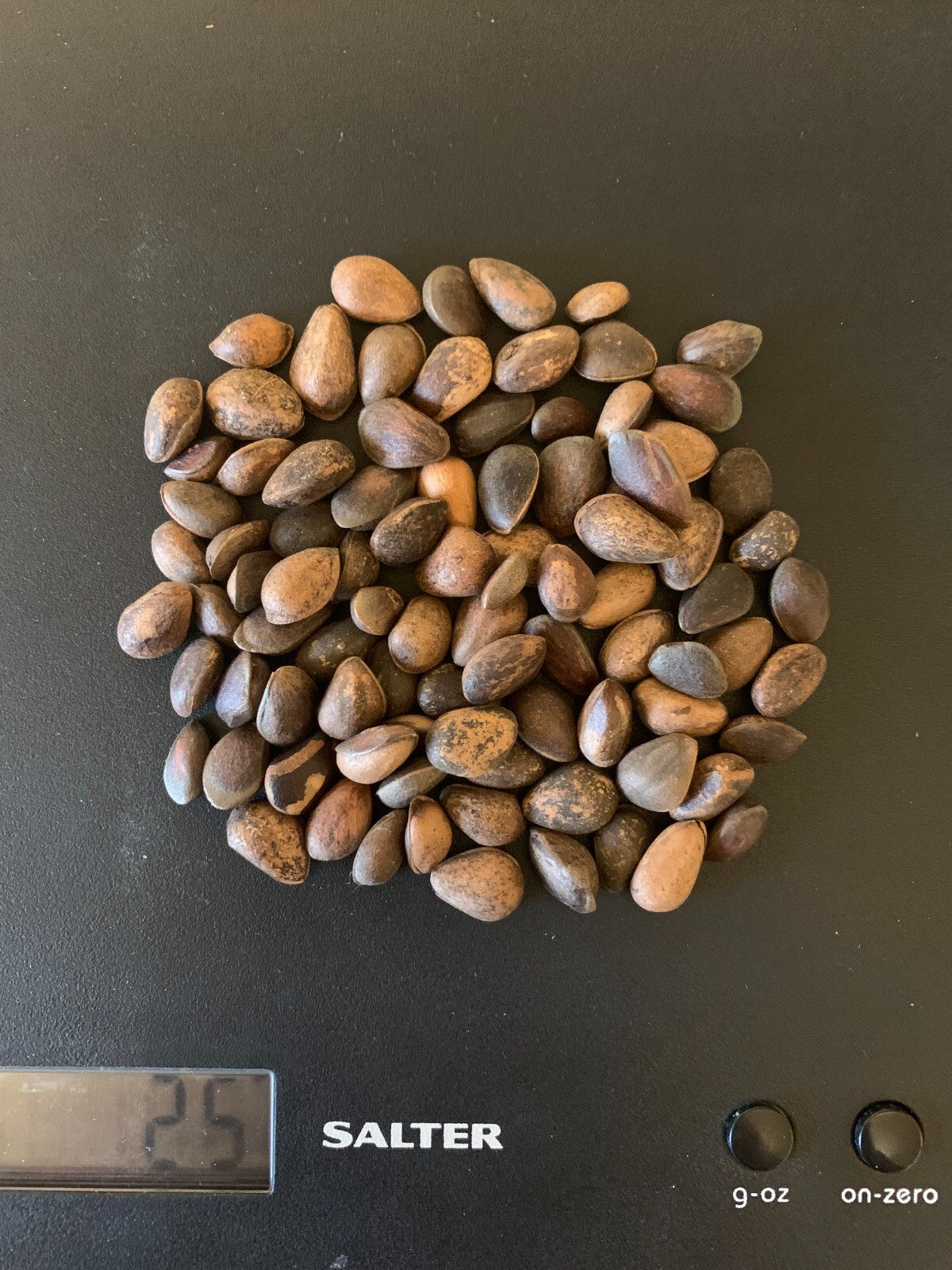 Cedar Nuts~Grade A Premium Nuts~25g 50g 75g 100g 200g~Tasty Treat for ...