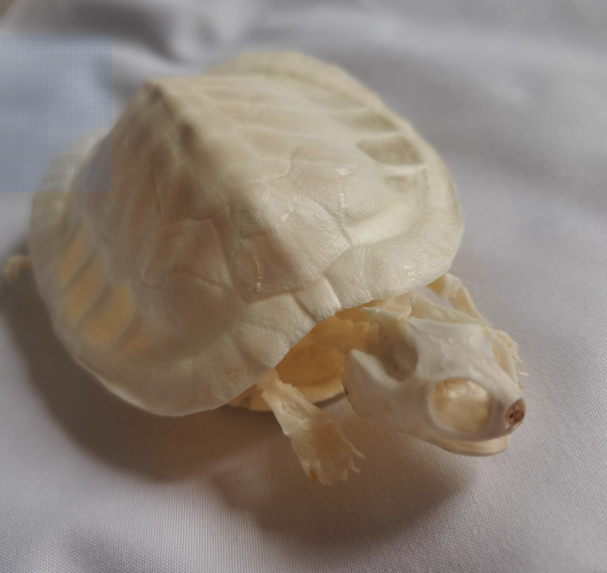 Turtle Skeleton Real Animal Bones Fine Art Work Tortoise Specimen ...