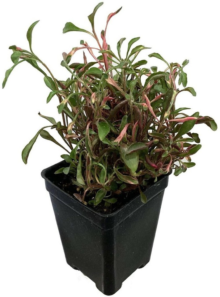 Alternanthera St. Joseph's Threads Biblical Red Coat Easy Houseplant 2. ...