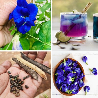 Blue Butterfly Pea Ternatea Clitoria Flower Seeds 20+ Organic Nil ...