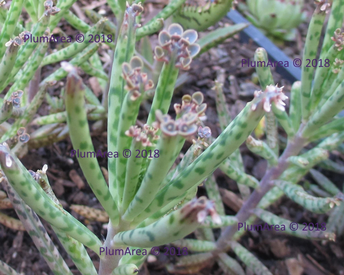 Kalanchoe Tubiflora Maternity Plant