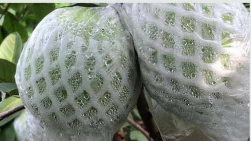 100Pcs Protect Bag Anti-Bird Insect Net Guava Protection Cover ...
