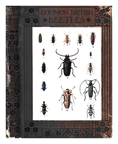 Hall, Charles A. Common British beetles / by Rev. Hall 1914 First Edi ...