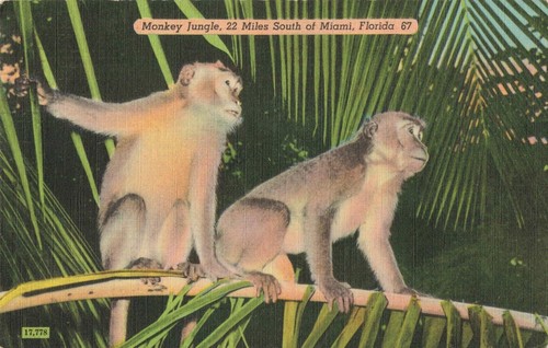 Miami FL Florida, Monkeys at Monkey Jungle, Vintage Postcard | eBay