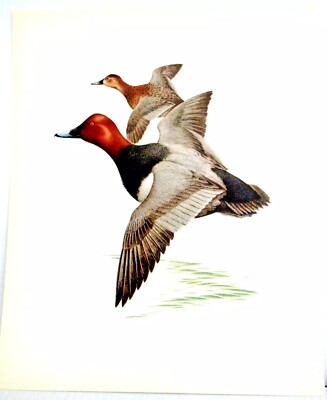 "WILD DUCKS" ~ (JOHN MURR / 1956) ~ ** (VINTAGE / LITHOGRAPH PRINT ...