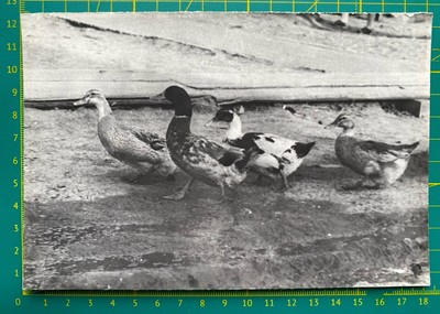 Original Photo of Soviet Beautiful Ducks Nice Look, Vintage Photo USSR ...