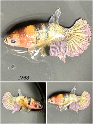 Female Betta Live Fish Koi Candy Galaxy HMPK LV63 Good Breeding Or Sorority | eBay