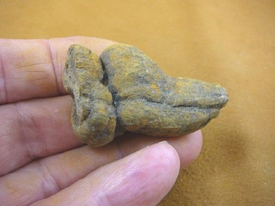 (PP462-53) 1-5/8" Genuine Fossil TURTLE POOP Coprolite DUNG WEIRD WA ...