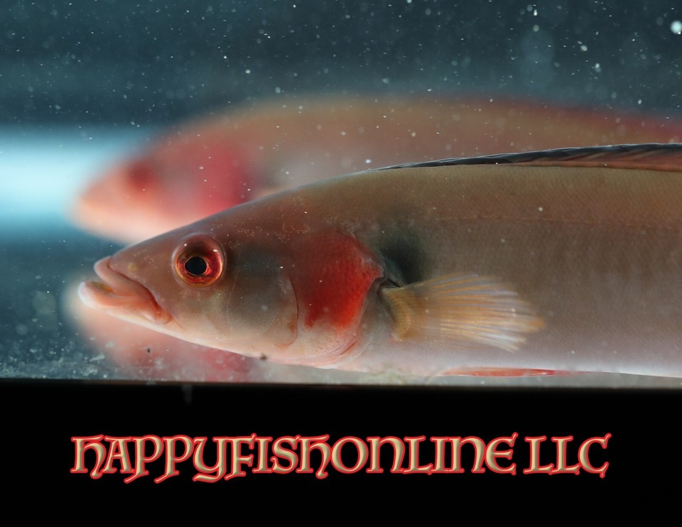 BIG RED ATABAPO FIRE PIKE CICHLID! WICKED LOOKING RED PIKE WC LIVE FISH ...