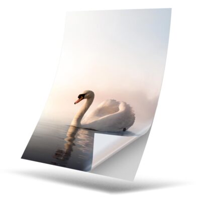 1 x Vinyl Sticker A4 - Swimming Swan Pretty Bird #8325 | eBay UK