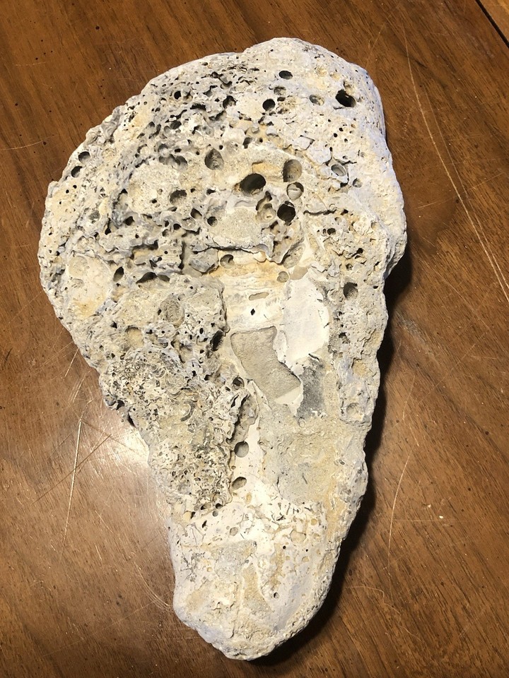 Large NC Coast Fossilized Oyster Shell 10” Long 6” Wide 2.5 Pounds | eBay