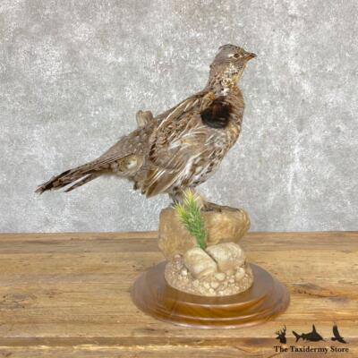 #24713 E+ | Ruffed Grouse Taxidermy Bird Mount For Sale | eBay