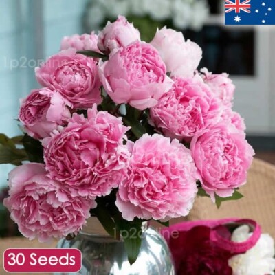 30 Peonies Seeds Double Peony Indoor Outdoor Plants Rare Sarah Pink ...