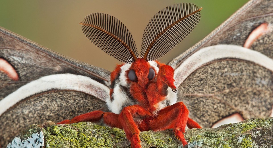 Cecropia Moth cocoon / Pupa | eBay