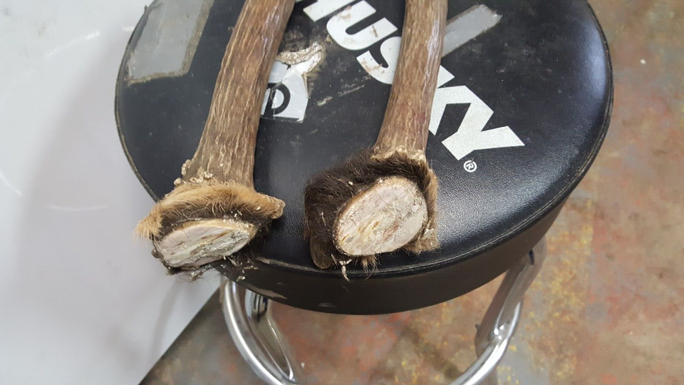 Big KICKER bull 3x2 ELK ANTLERS rack taxidermy deer mule whitetail ...