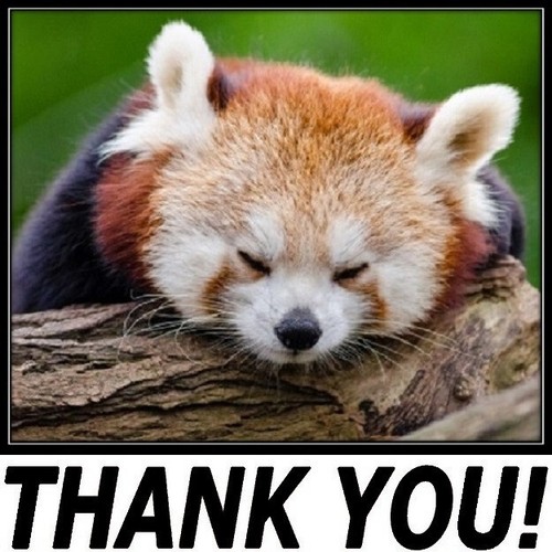 30 Custom Red Panda Thank You Personalized Address Labels | eBay