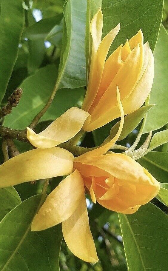 20 Yellow Butterfly Magnolia Seeds Yulan Magnolia Seed Tree Tulip Lily ...