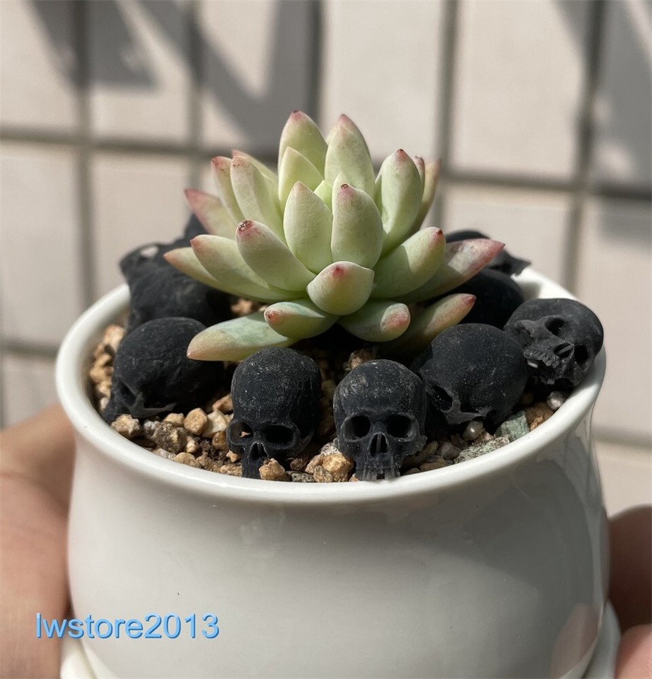 DIY 1pc Small Skull Head Model Scene Props Flowerpot Decoration ...